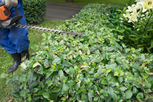 5 Shrub Maintenance Tips to Keep Them Looking Great - Independent Lawn ...